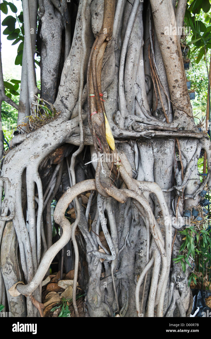 Tree Roots in Bangkok, Thailand Stock Photo - Alamy