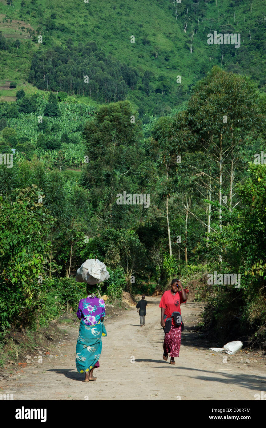 Gorilla trekking tour hi-res stock photography and images - Alamy
