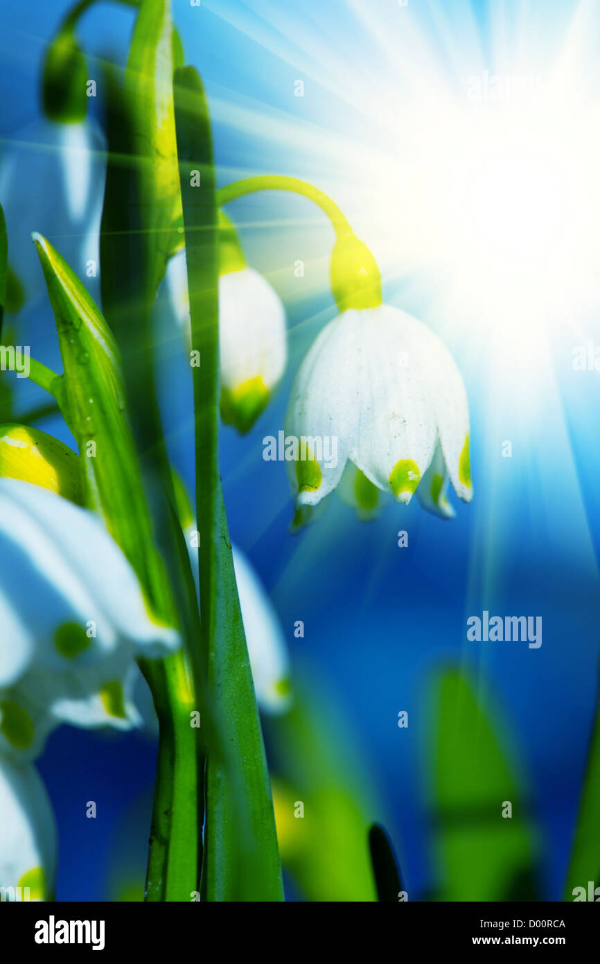 First spring flowers Stock Photo - Alamy