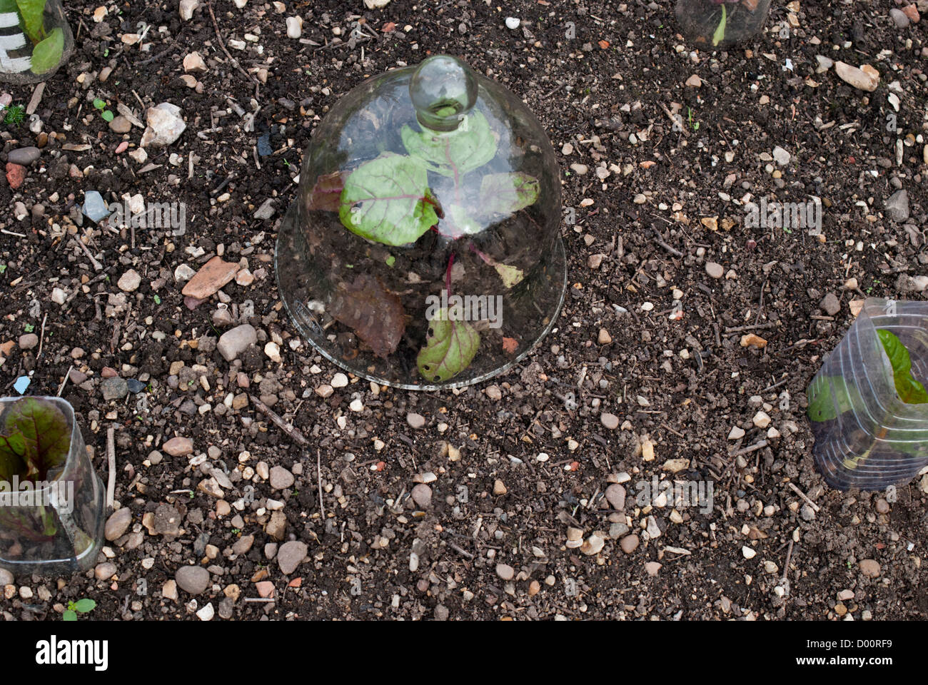 Frosty soil veg plot hi-res stock photography and images - Alamy