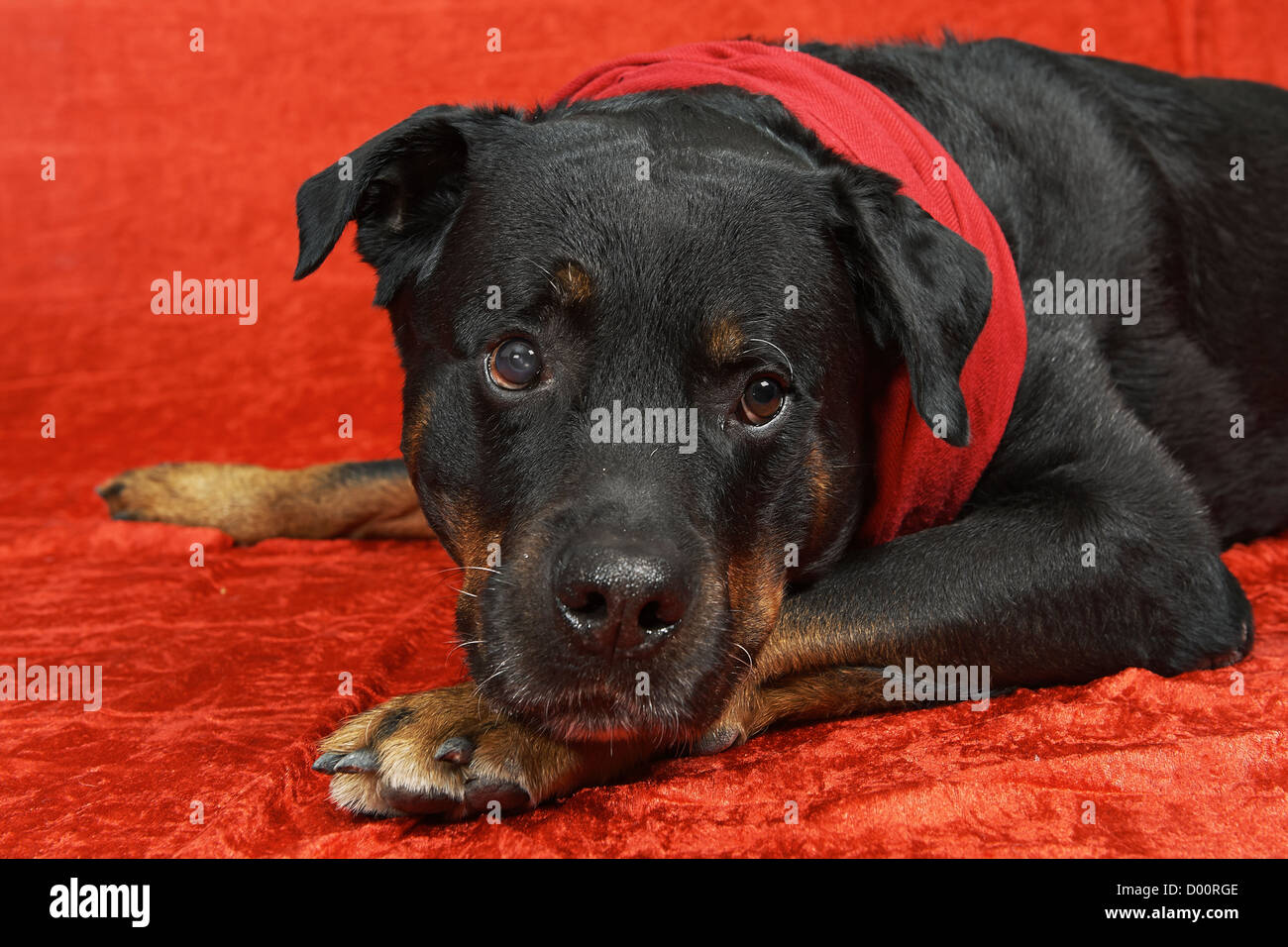Rare Rottweiler Colors