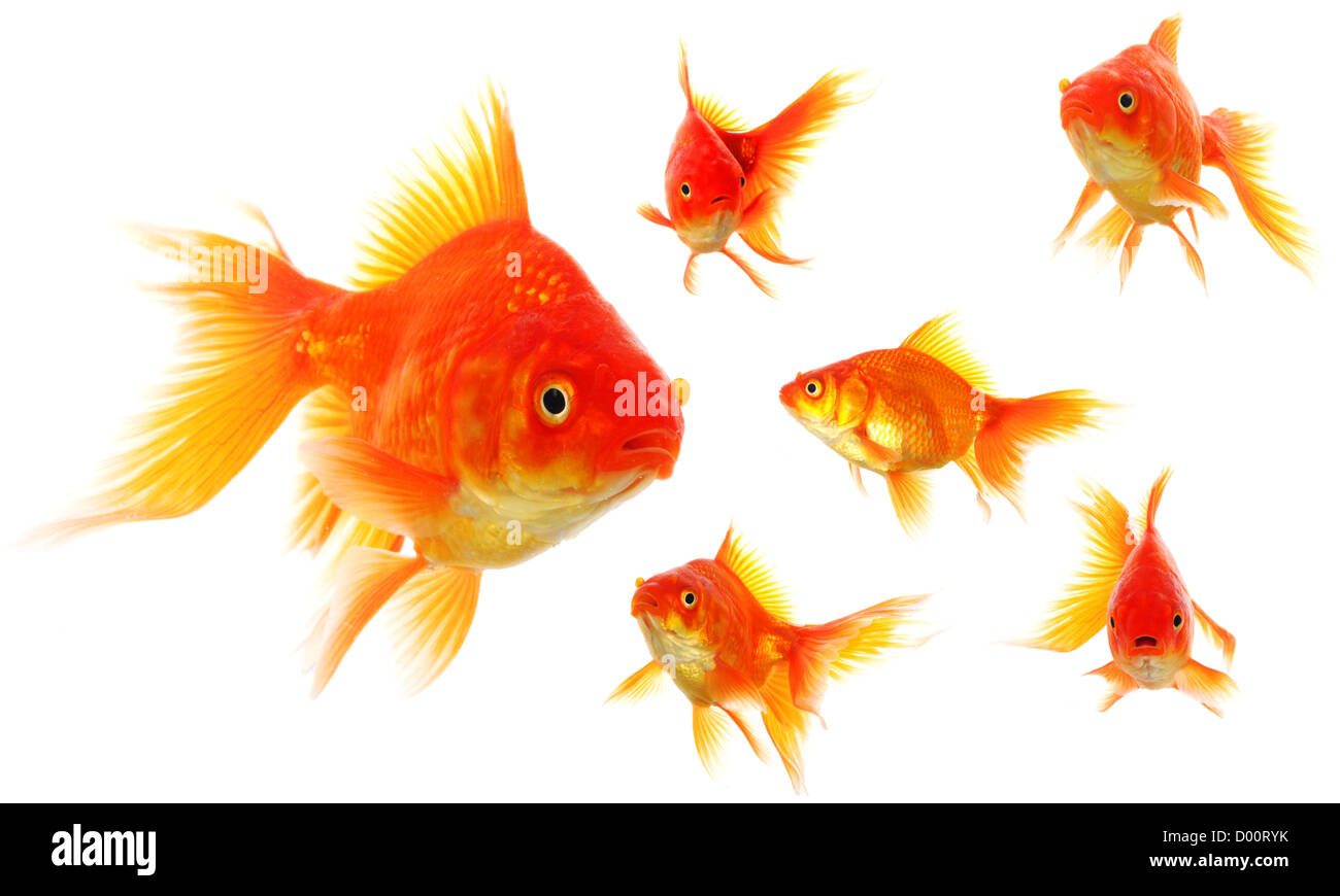 collection of goldfish isolated on white showing nature or eco concept ...