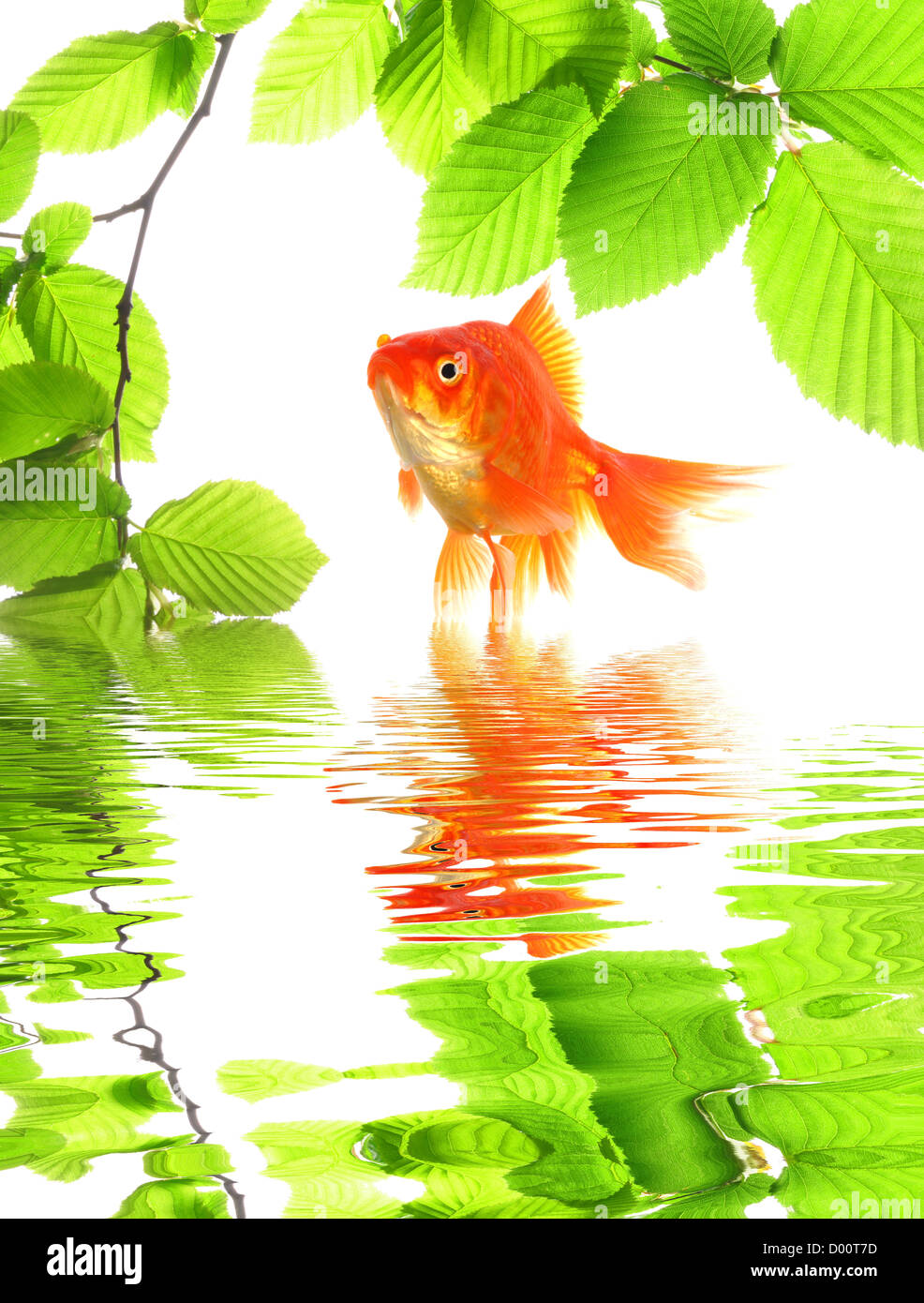 goldfish and green leaves with water reflection showing nature or spa ...