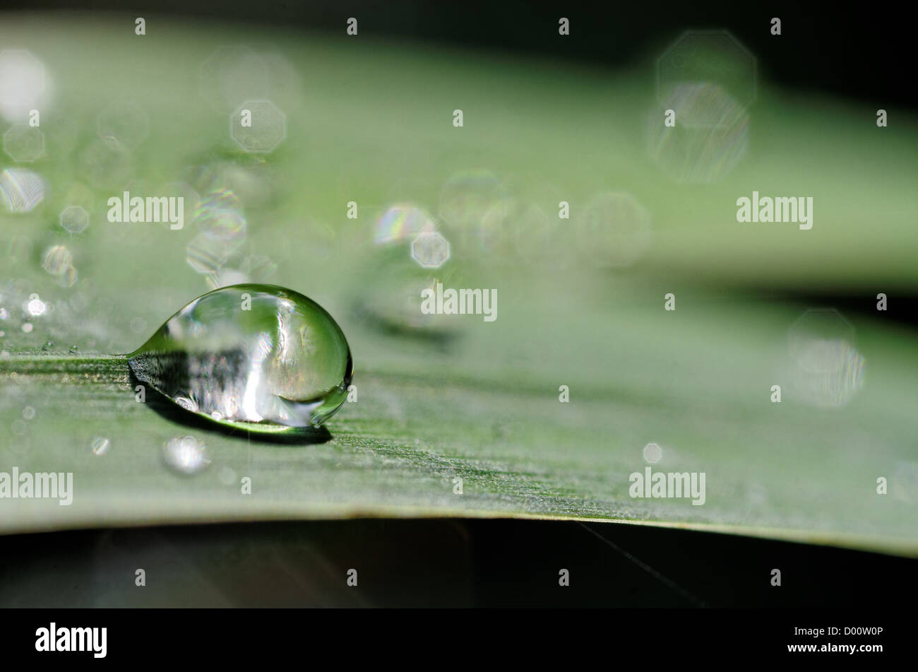 a drop on plant leaf Stock Photo - Alamy