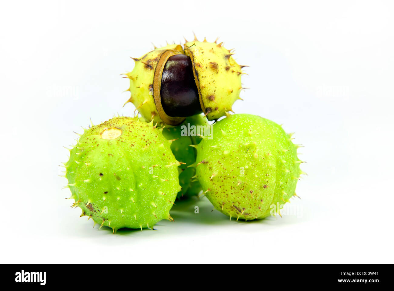 a chestnut composition on white background Stock Photo - Alamy