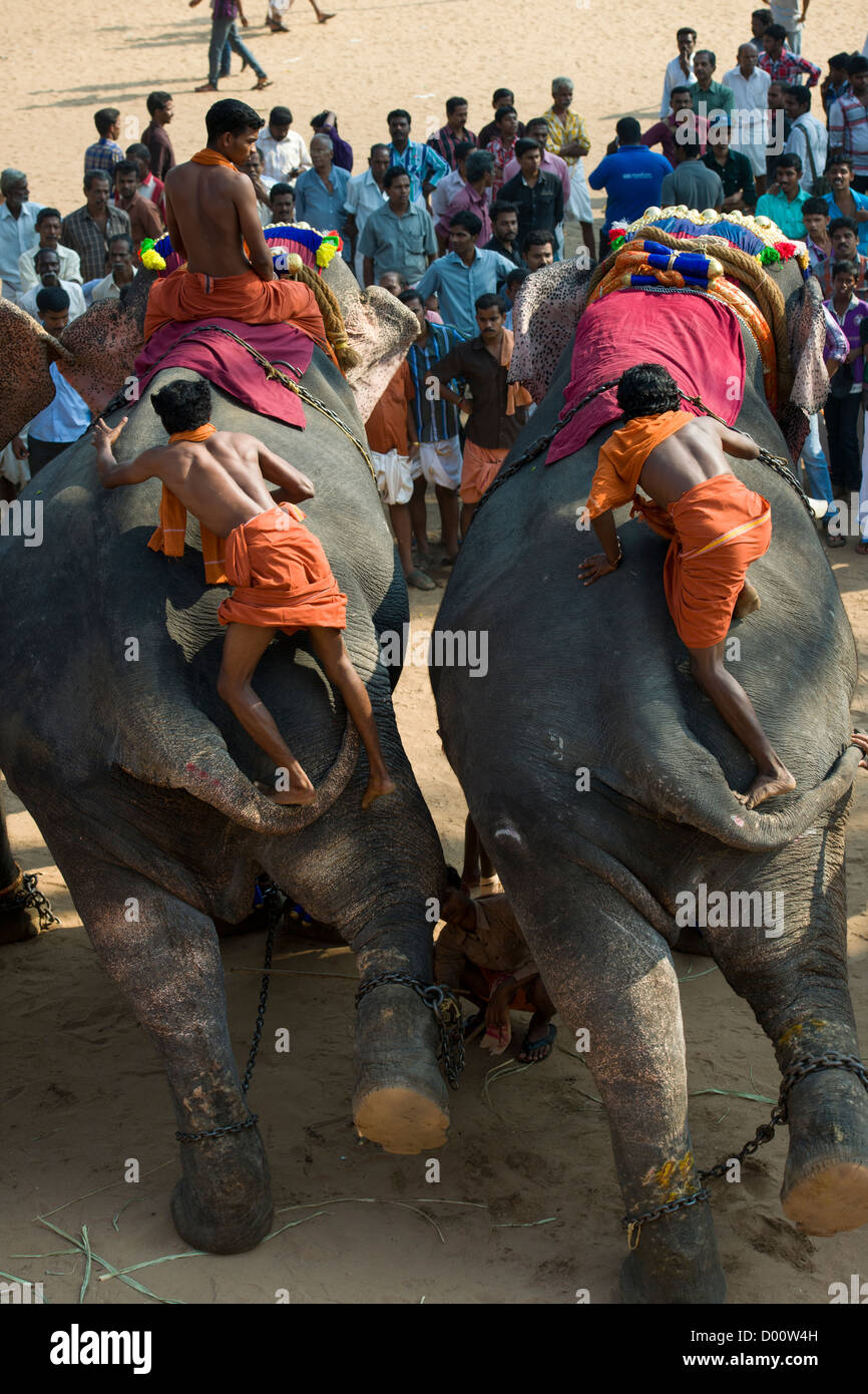 Priests climbing on top of elephants from behind at the Goureeswara ...