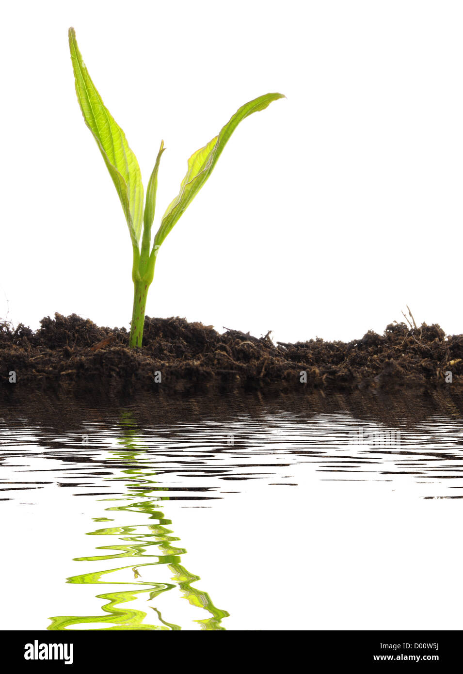 growth concept with small plant and water reflection Stock Photo - Alamy