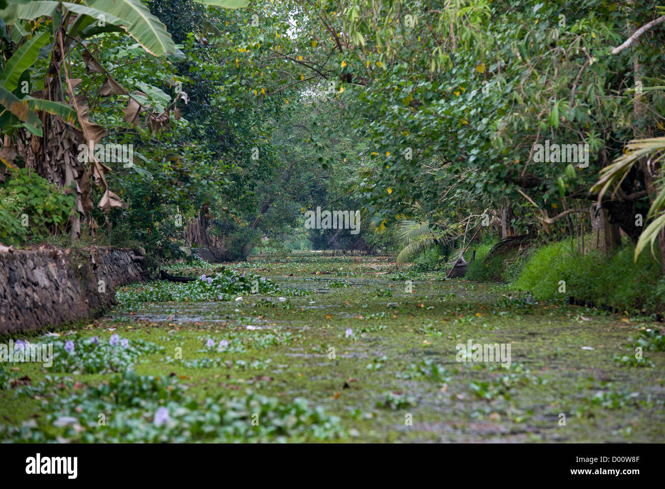 Kerala water plants hi-res stock photography and images - Alamy