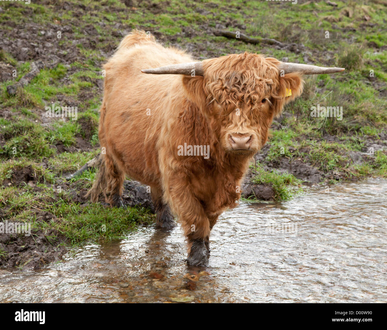 Highland cows a breed of Scottish cattle Stock Photo - Alamy