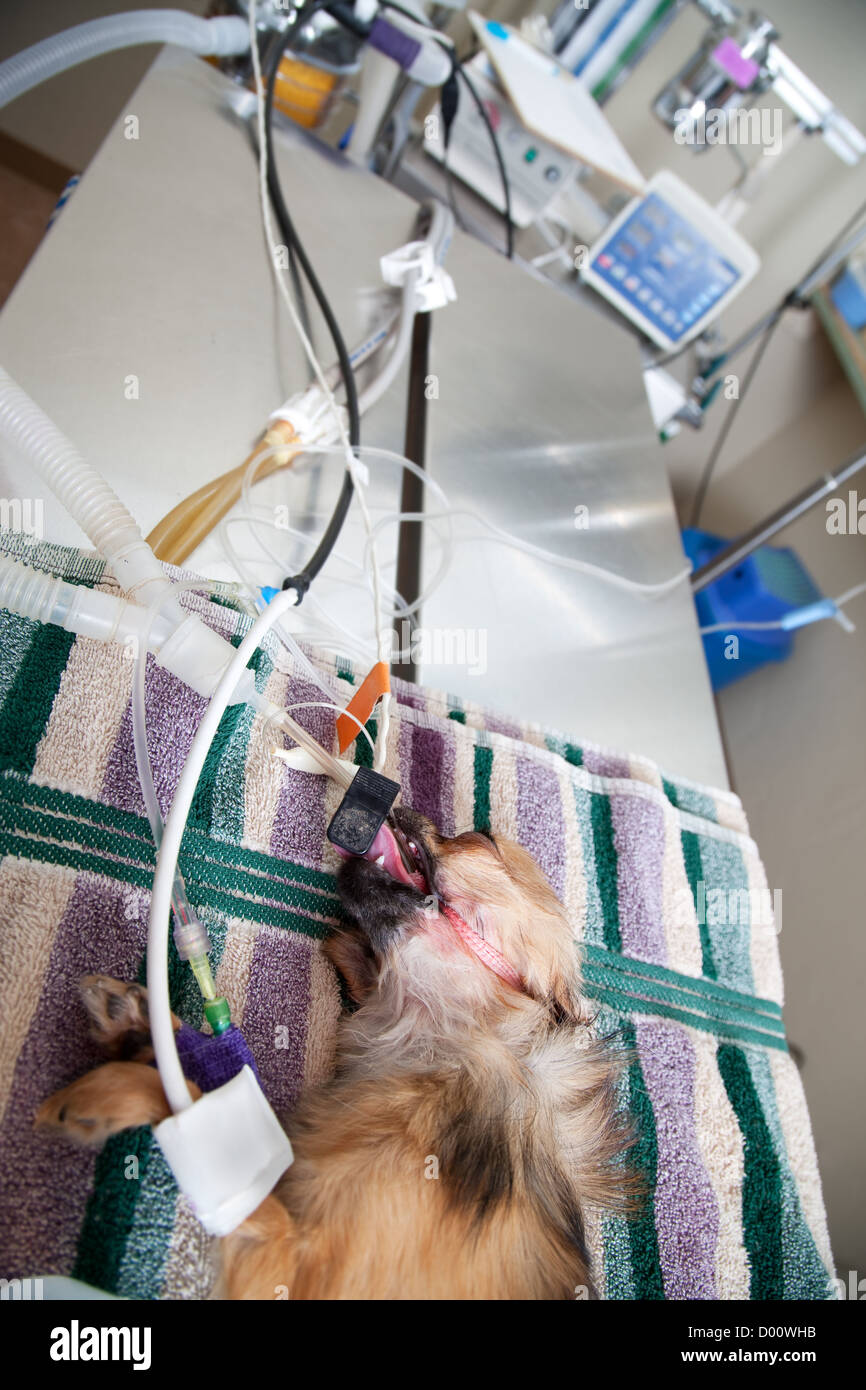 Surgery Under Anesthesia Stock Photos & Surgery Under Anesthesia Stock ...