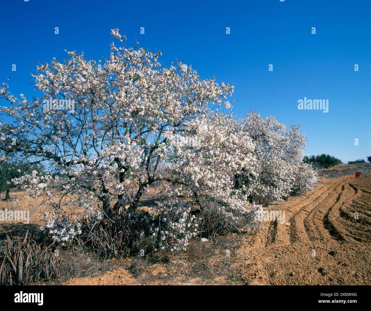 Tunisia, Jerba, flowering almond trees Stock Photo - Alamy