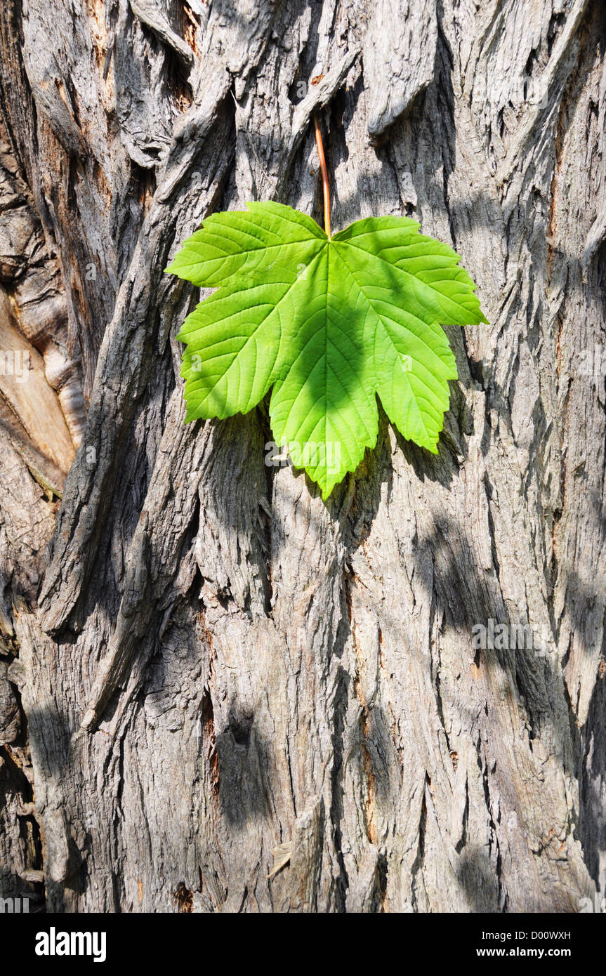 leaf on wood texture and copyspace can be used as background or ...
