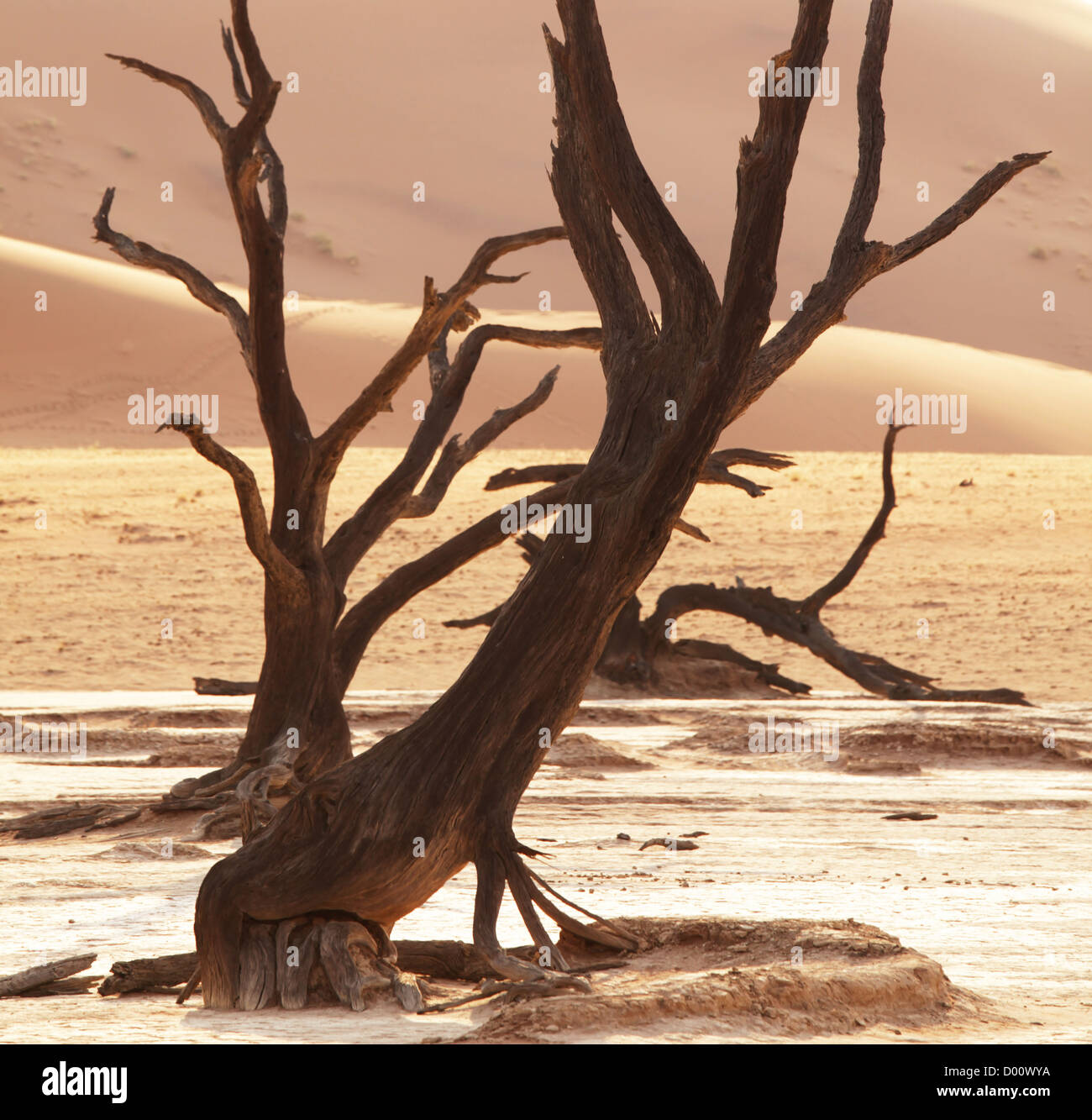 Dead valley in Namibia Stock Photo - Alamy