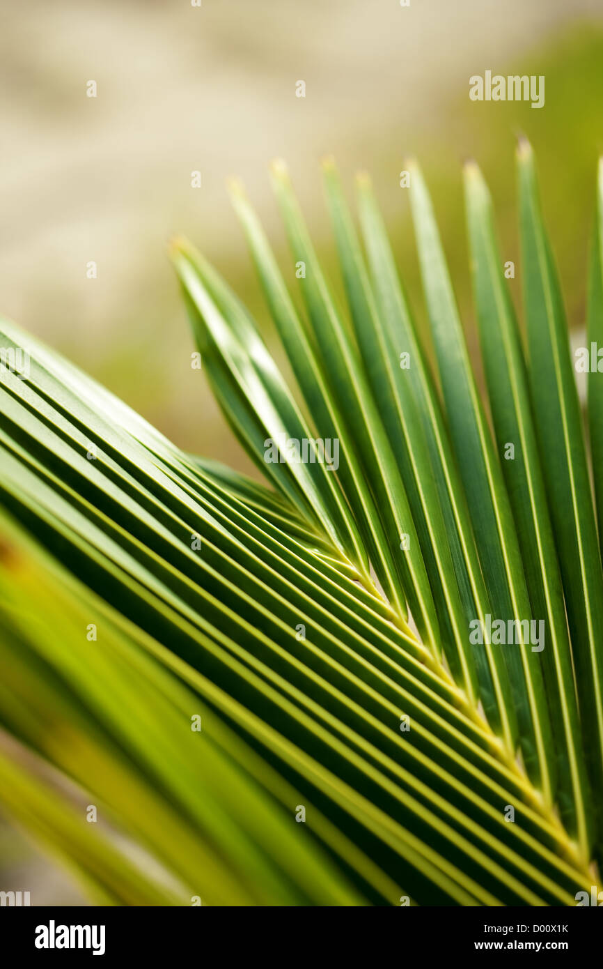 Palm leaf shape hi-res stock photography and images - Alamy