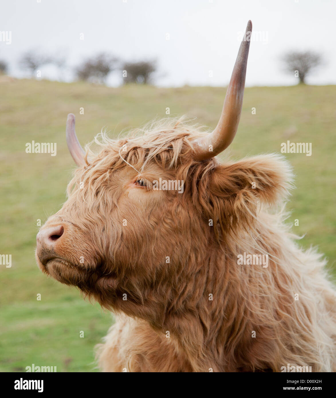 Highland cows a breed of Scottish cattle Stock Photo - Alamy