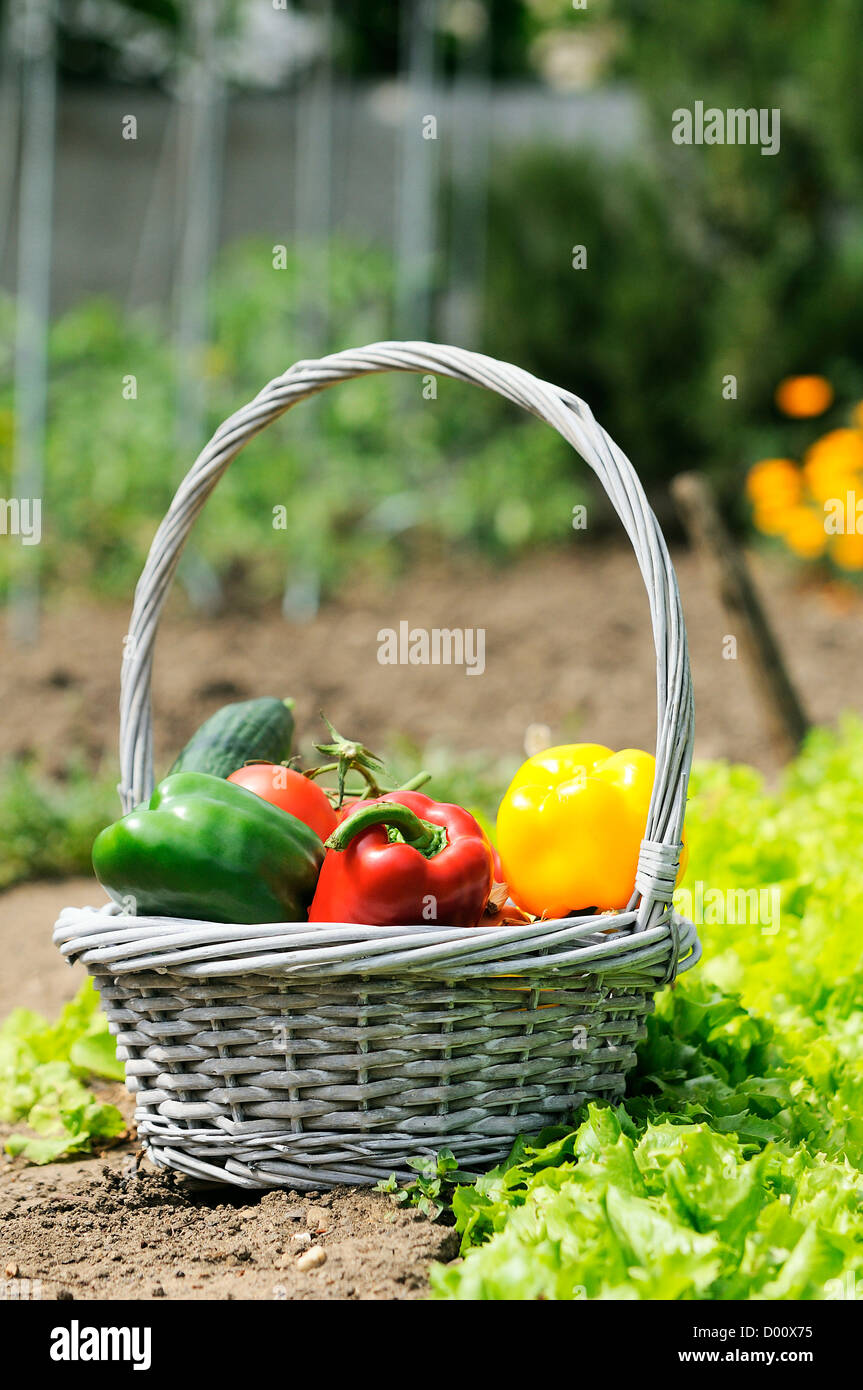 basket of vegetables and in a botanical garden Stock Photo - Alamy