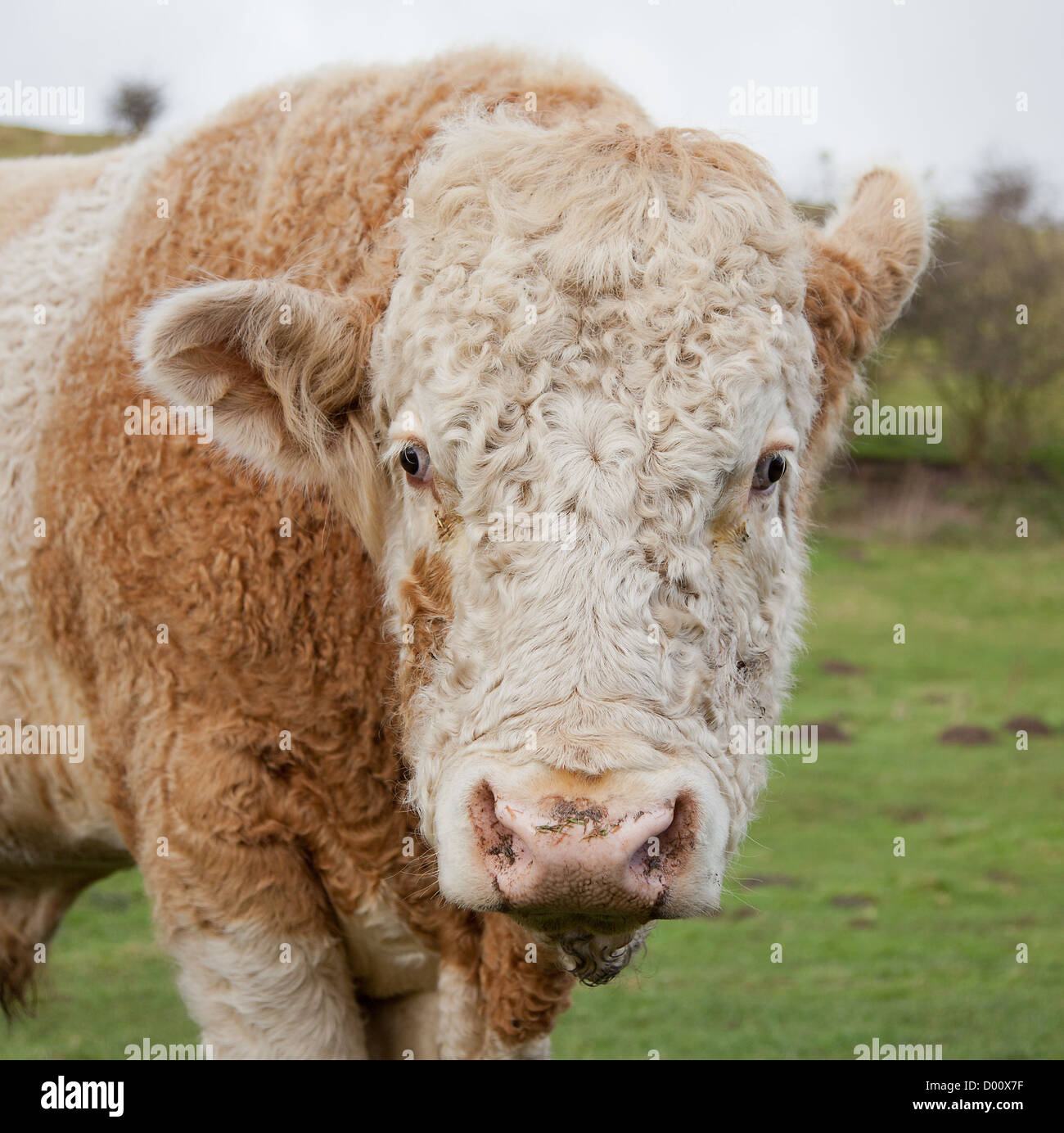 Brown Bull High Resolution Stock Photography and Images - Alamy