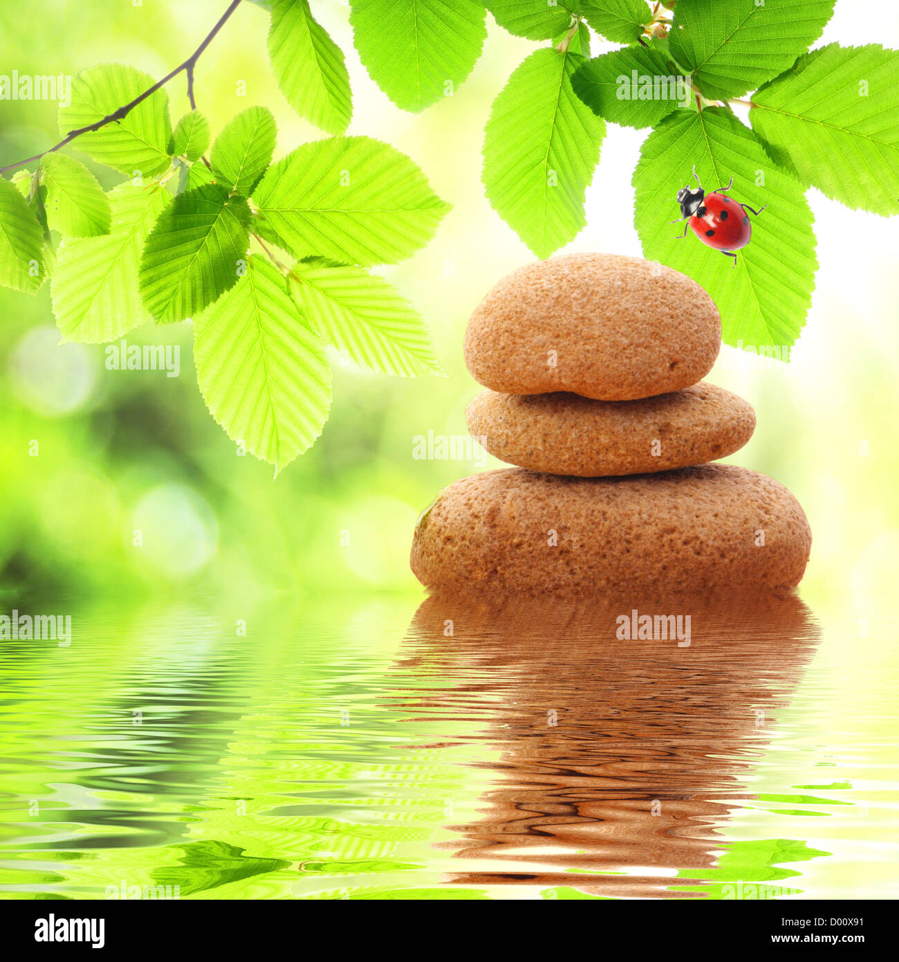 zen stones and green summer leaves with water reflection Stock Photo ...