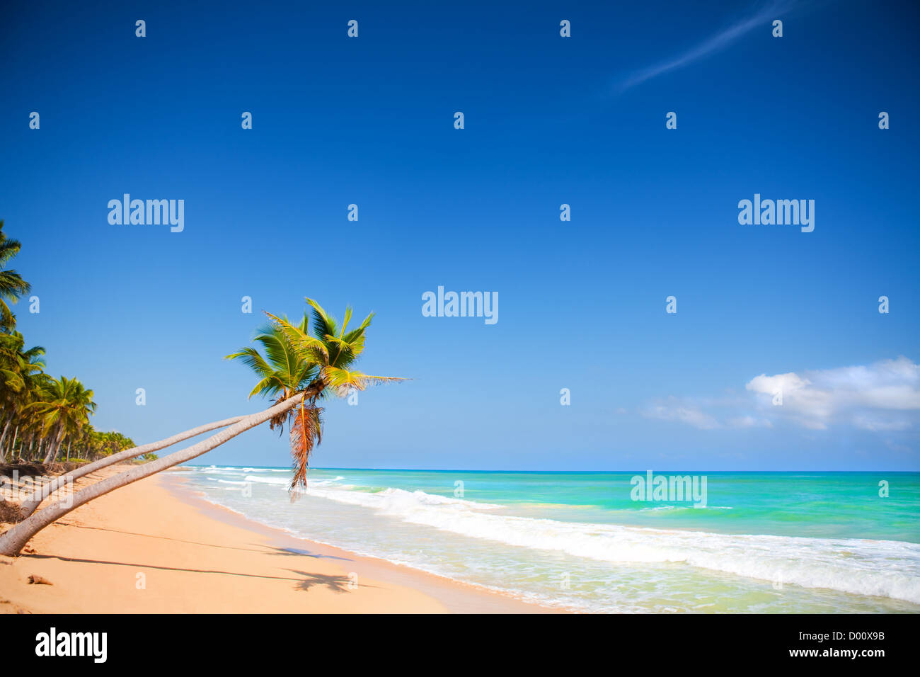 Seashore tree hi-res stock photography and images - Alamy