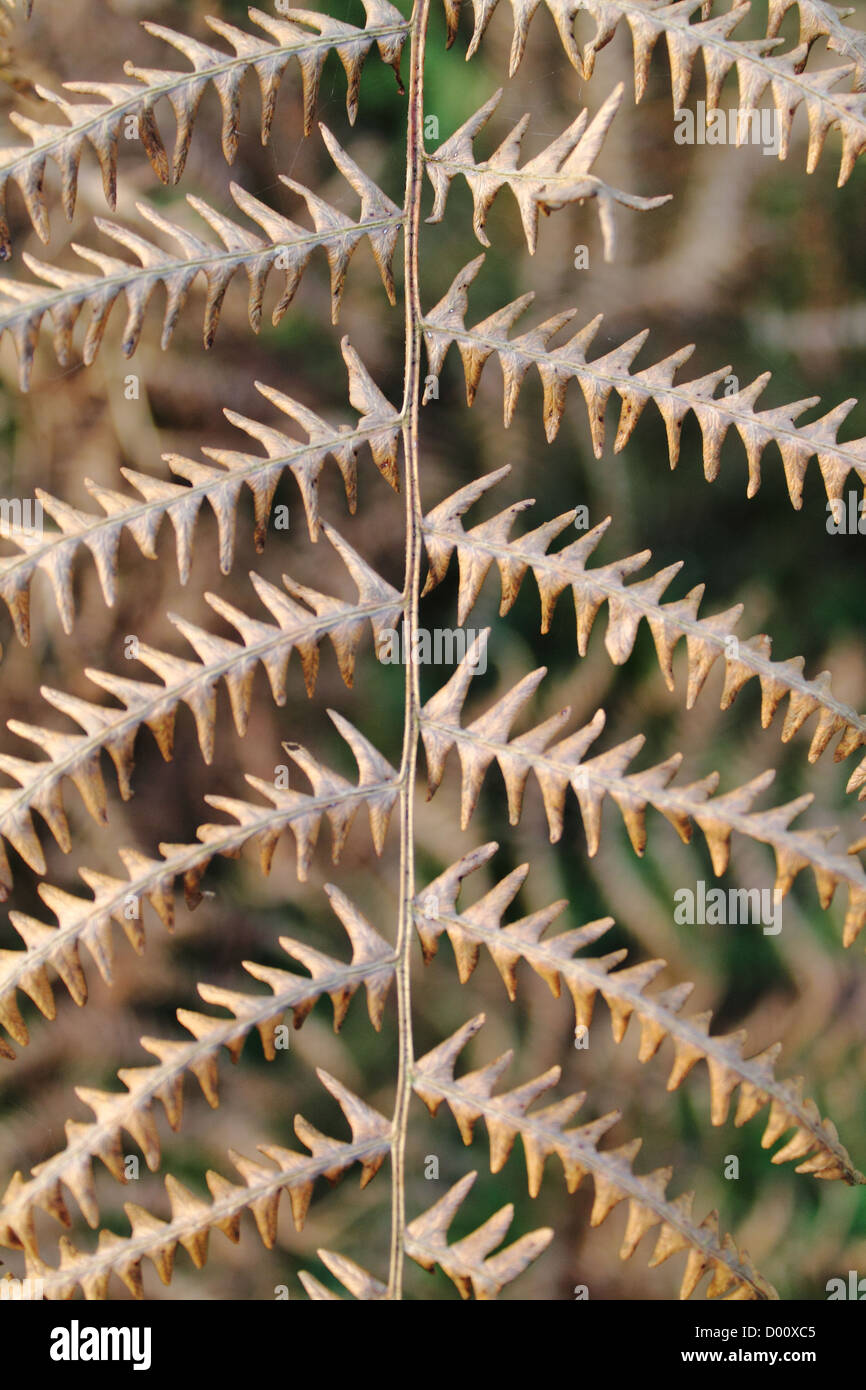 Bracken detail hi-res stock photography and images - Alamy