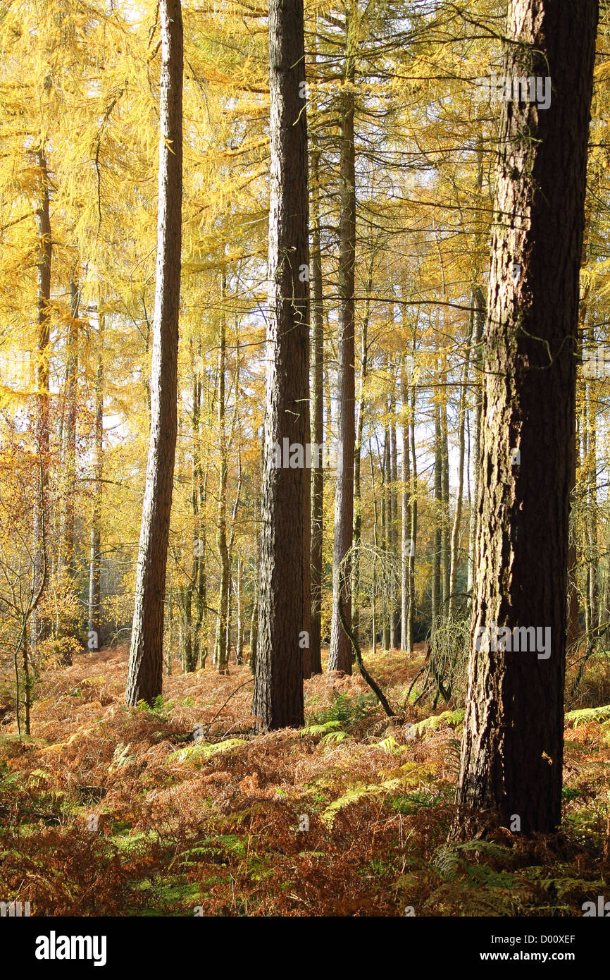 Autumn larch trees on hi-res stock photography and images - Alamy