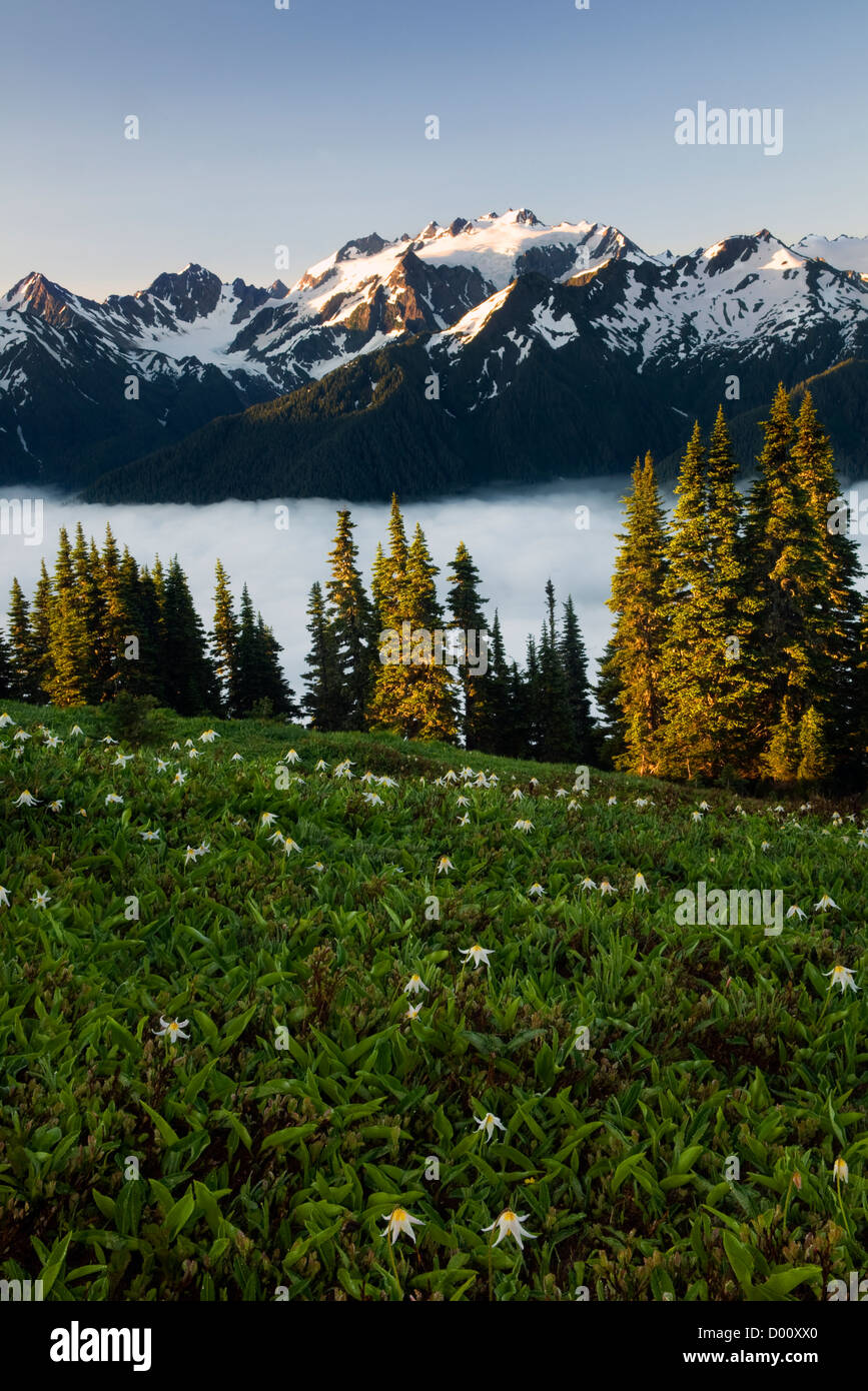 Mount olympus in olympic national park hi-res stock photography and ...