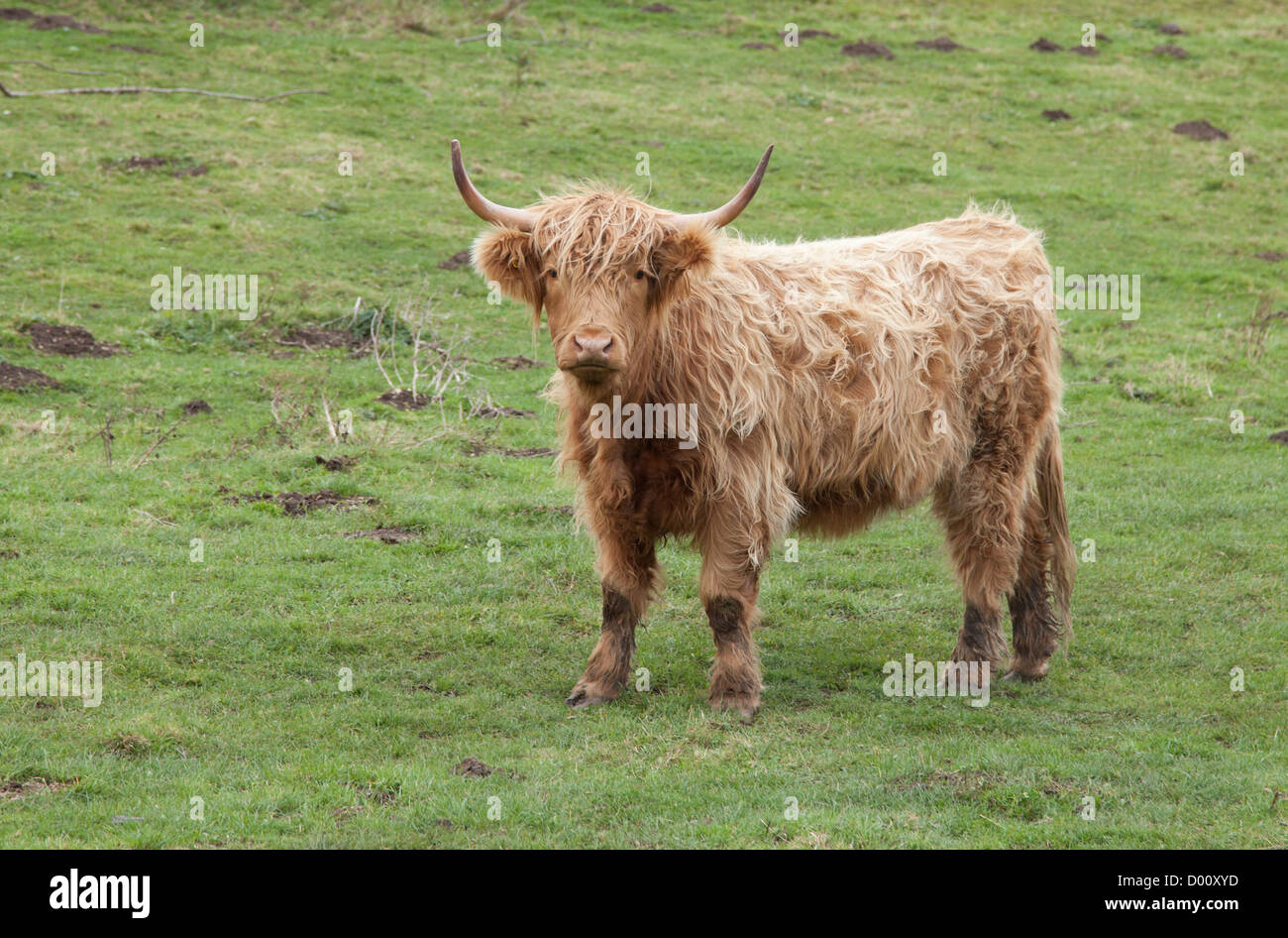 Baby Highland Cows High Resolution Stock Photography and Images - Alamy