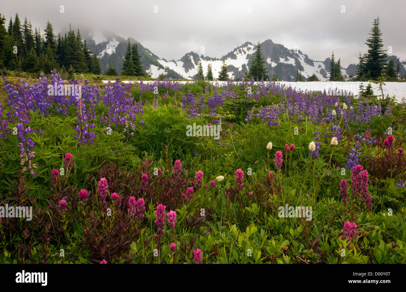 Lupine snow hi-res stock photography and images - Alamy