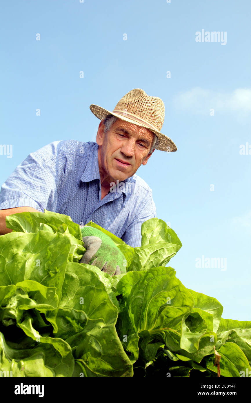 A gardener harvesting salad Stock Photo - Alamy