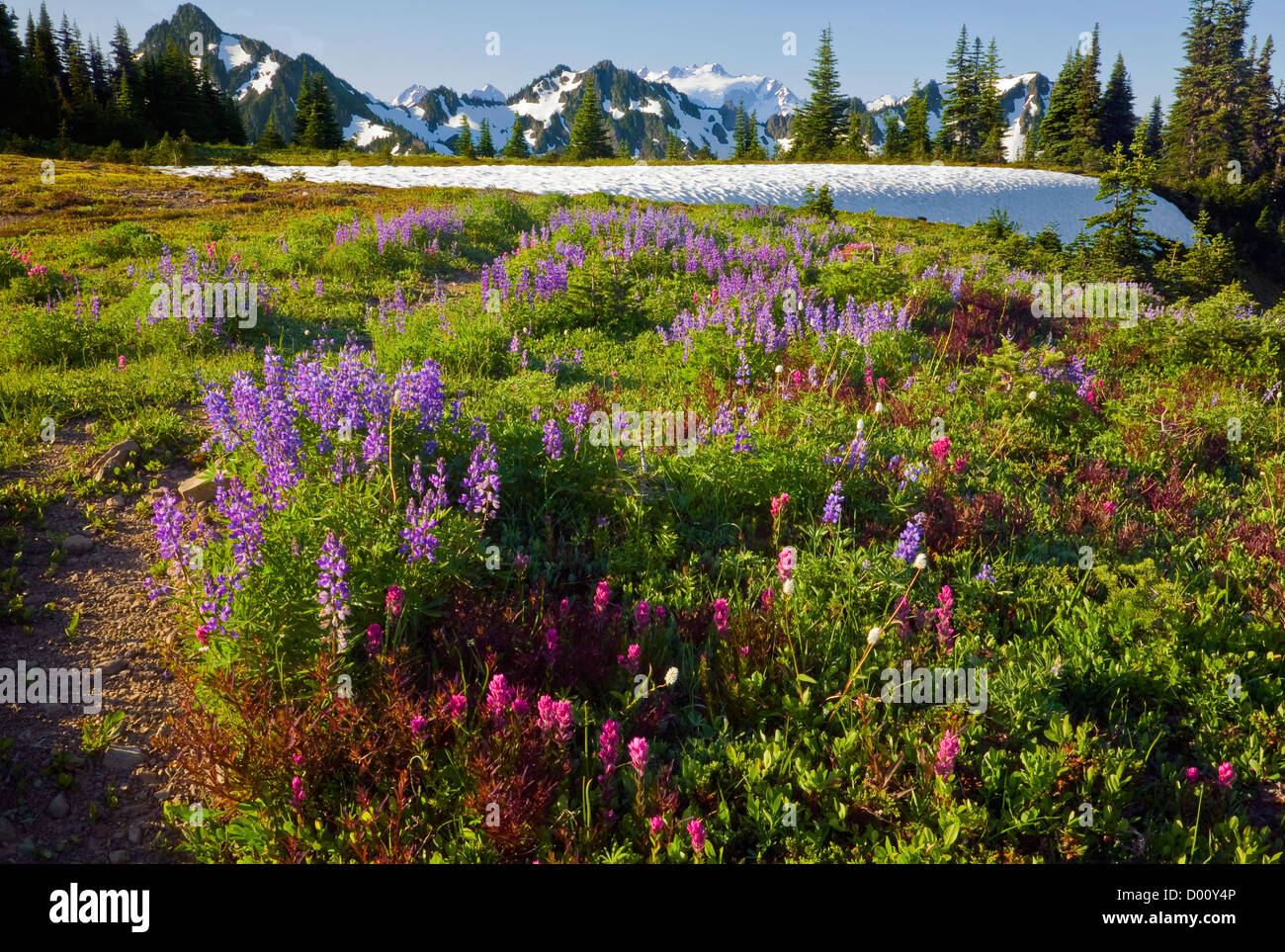 WASHINGTON - Mount Olympus and the Bailey Range from a wildflower ...