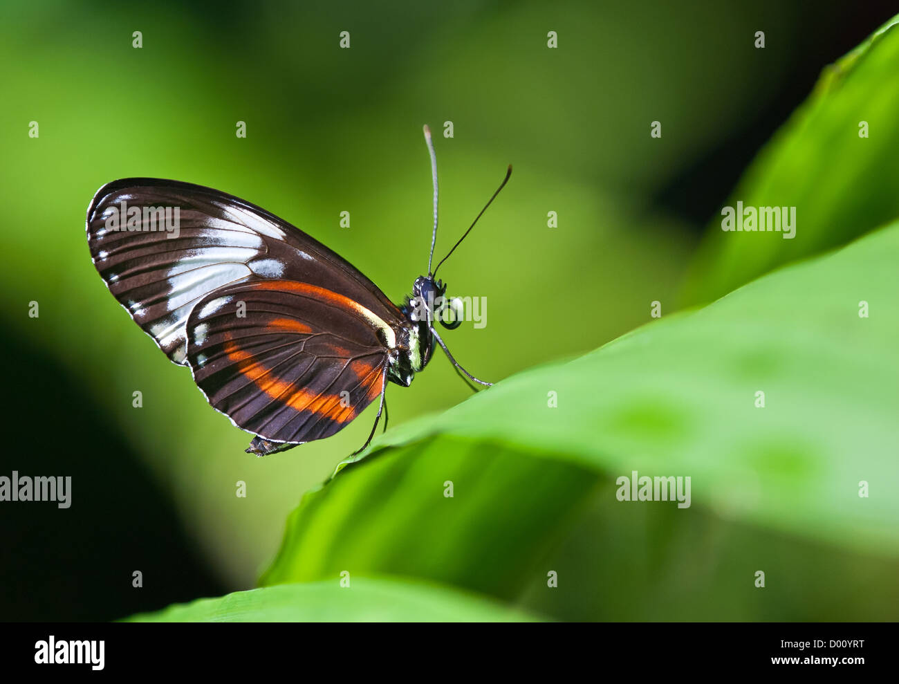 Heliconius Cydno Stock Photos & Heliconius Cydno Stock Images - Alamy