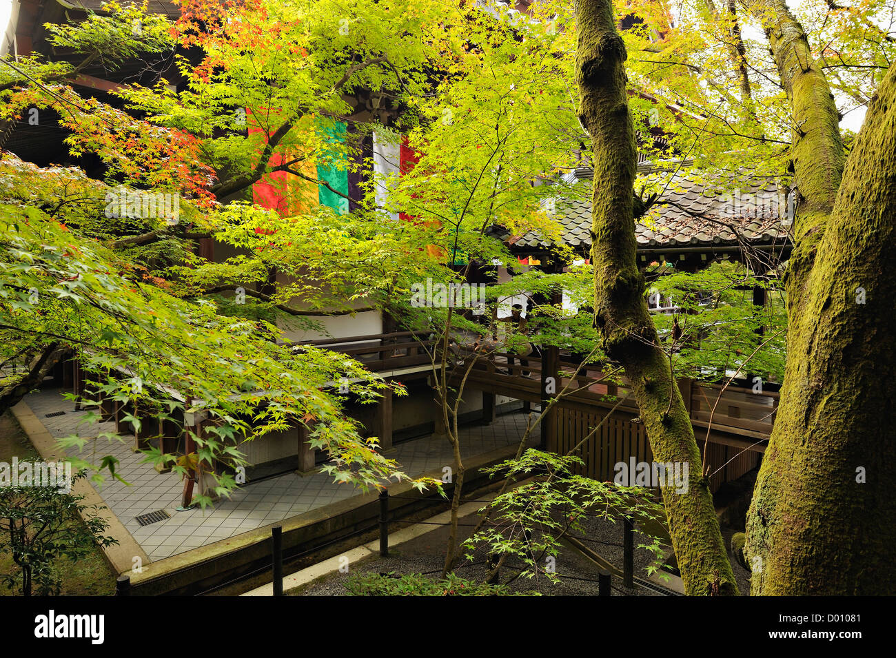 Maple trees in a temple along the Philosophers Way, Kyoto, Japan Stock ...