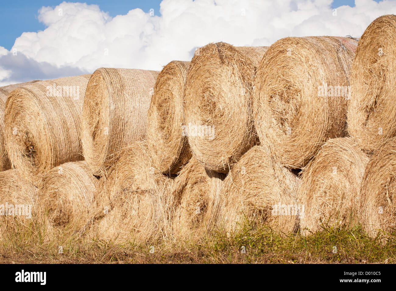 A big beautiful stack of round hay bales drying outdoors in sunlight ...