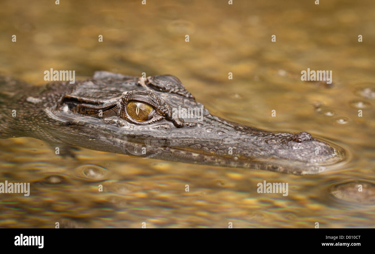 Salt water crocodile hi-res stock photography and images - Alamy