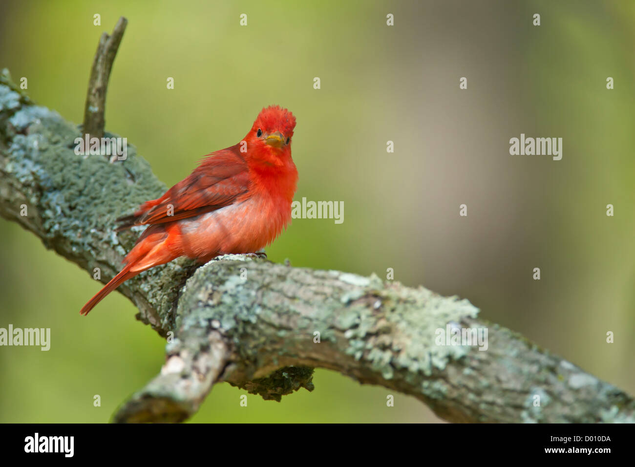 Song Tanager High Resolution Stock Photography and Images - Alamy