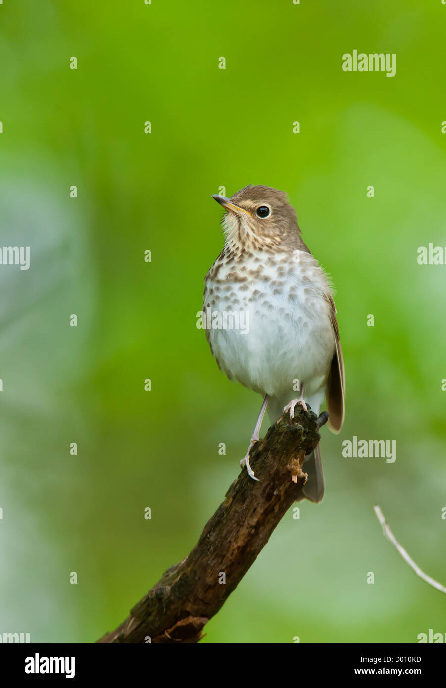 North American Migratory Thrush High Resolution Stock Photography and ...