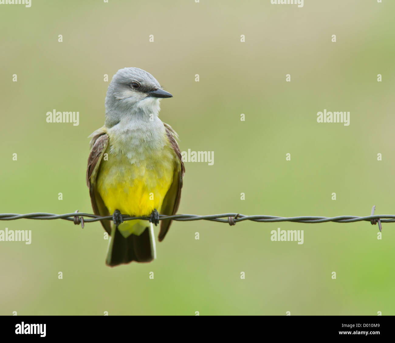 Western Kingbird Bird High Resolution Stock Photography and Images - Alamy