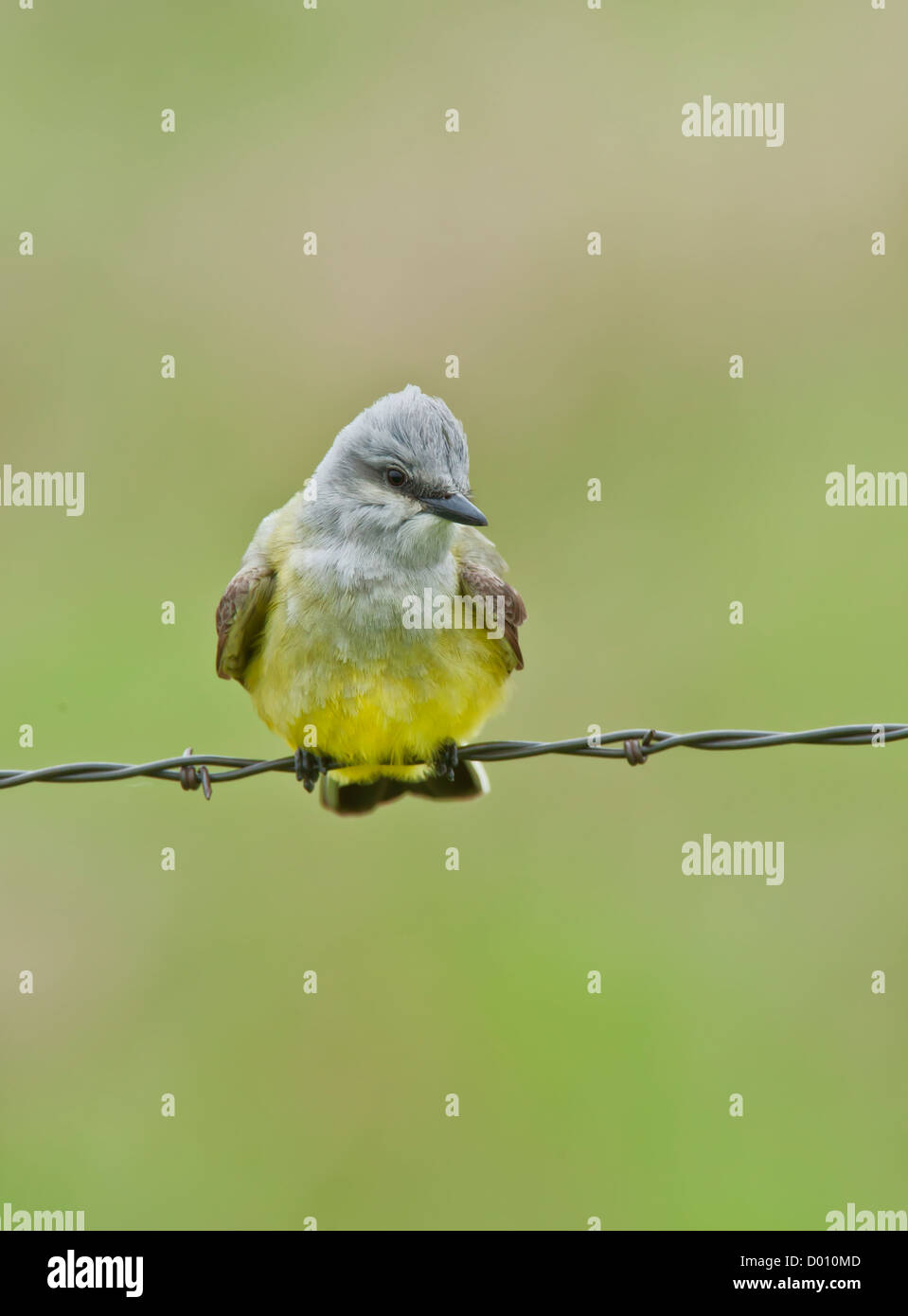 Western Kingbird Bird High Resolution Stock Photography and Images - Alamy