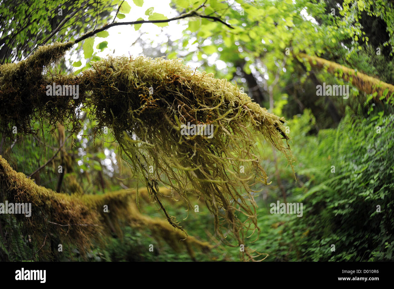 Tree dripping with moss Stock Photo - Alamy