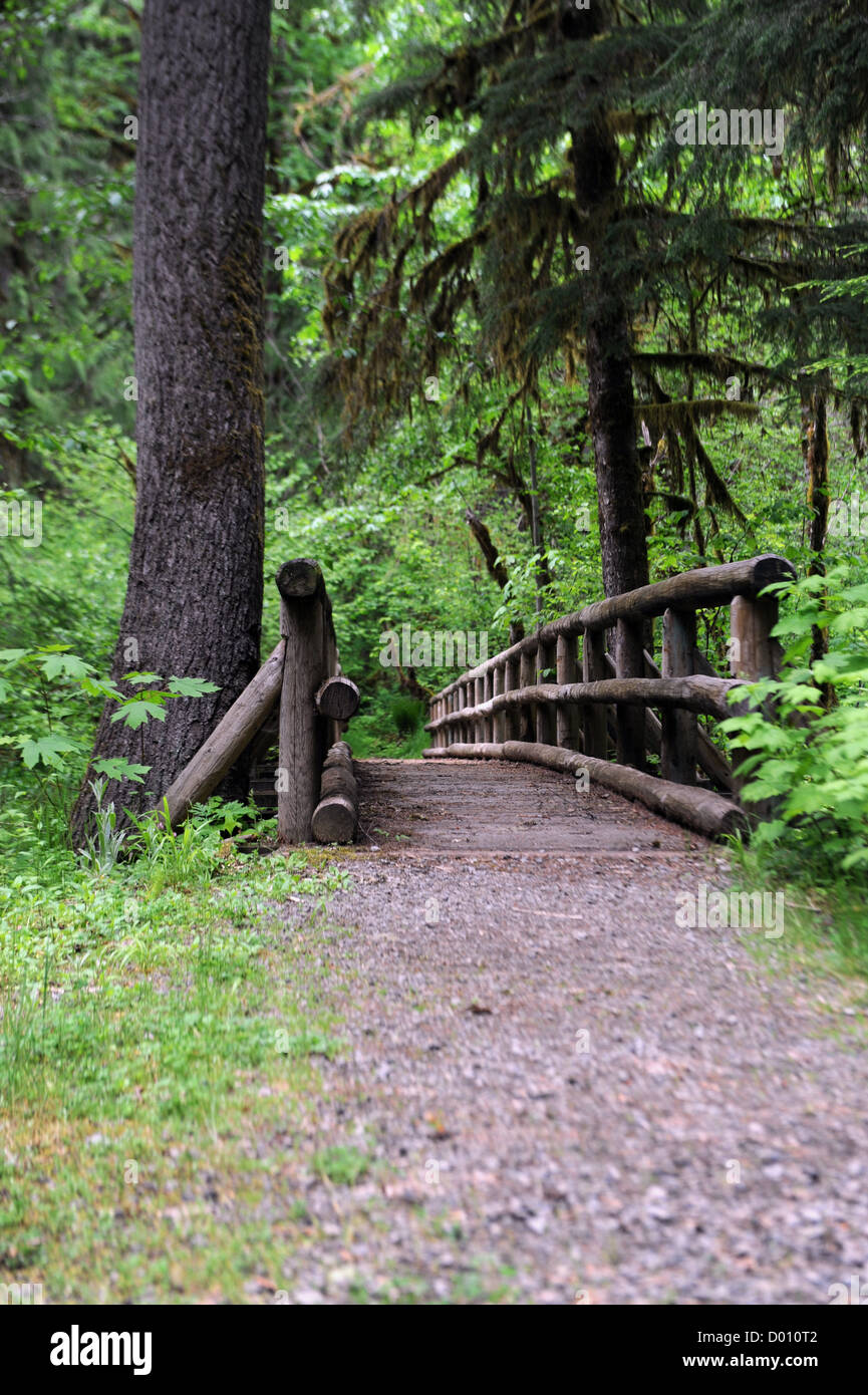 Rain Rainforest Bridge Wood High Resolution Stock Photography and ...