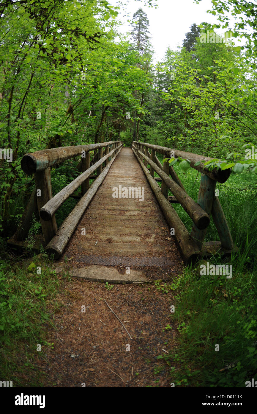 Rain Rainforest Bridge Wood High Resolution Stock Photography and ...