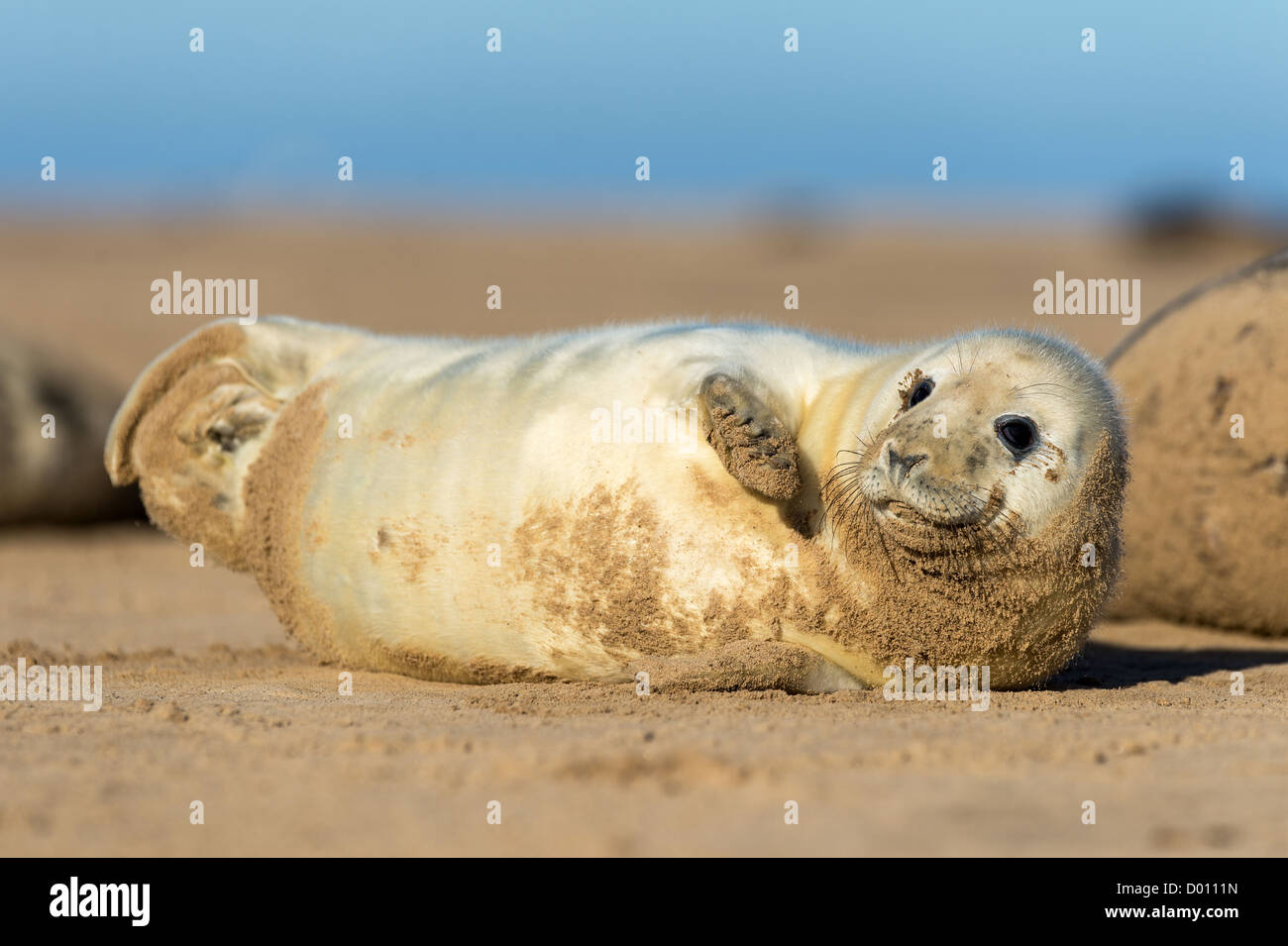 Cute white seal hi-res stock photography and images - Alamy