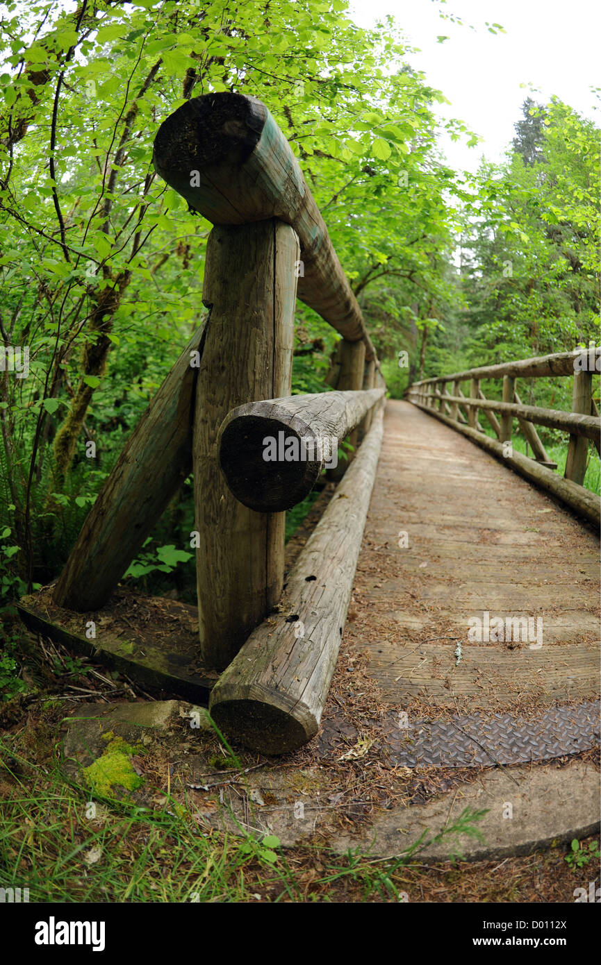 Rain Rainforest Bridge Wood High Resolution Stock Photography and ...
