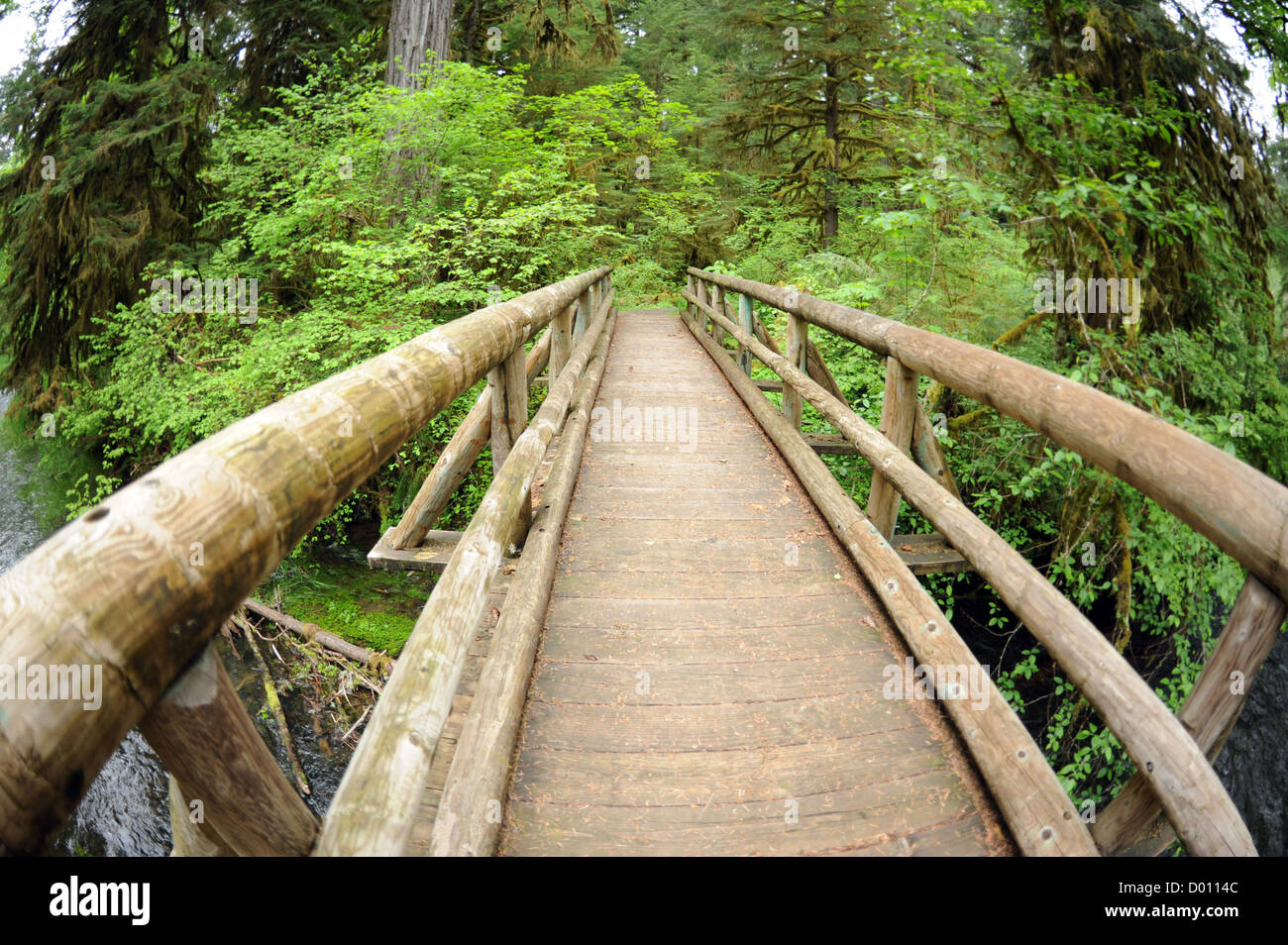 Rain Rainforest Bridge Wood High Resolution Stock Photography and ...