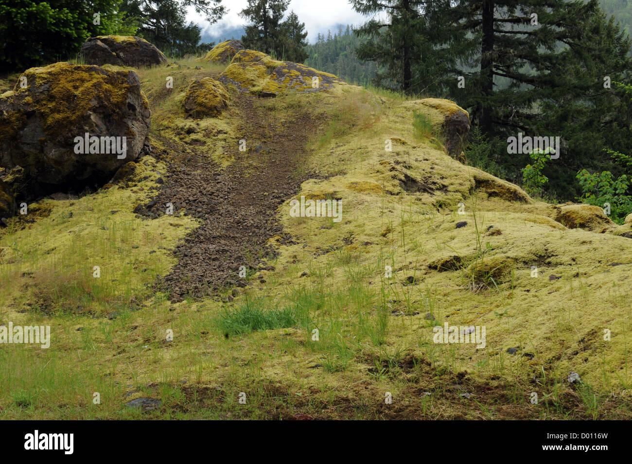 Moss covered mound and boulders in a forest Stock Photo - Alamy