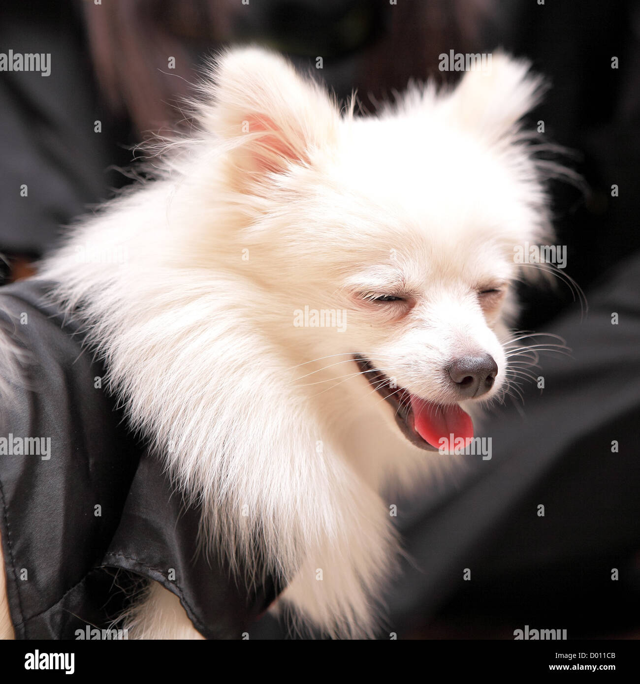 dog smile, pomeranian Stock Photo - Alamy
