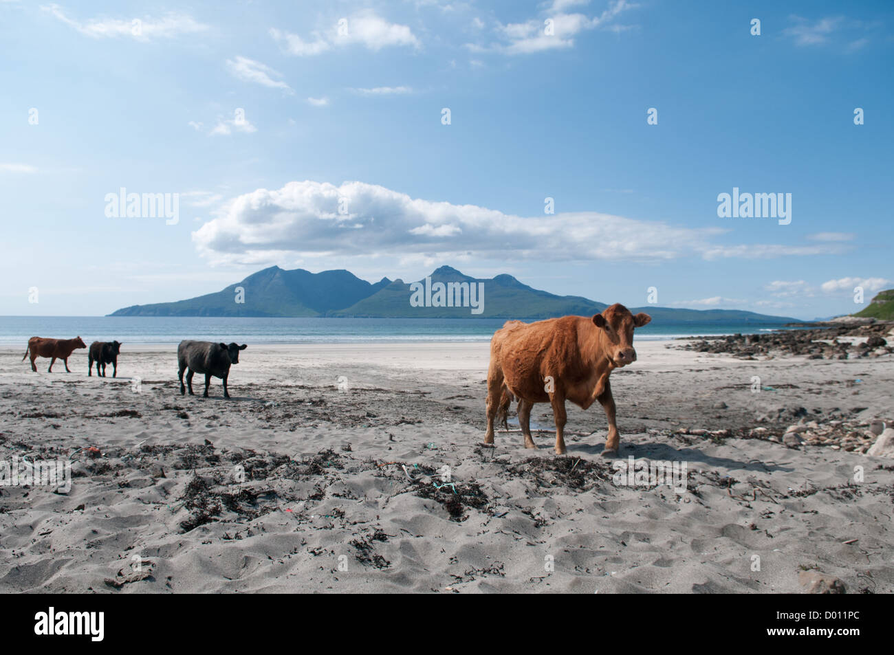 Cows on the beautiful beach on the Isle of Eigg, with the Isle of Rum ...