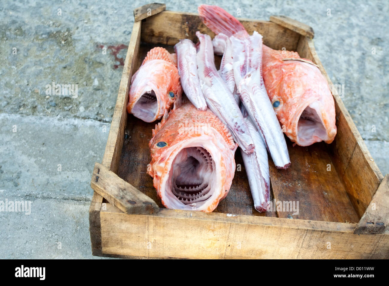 Open mouth fish hi-res stock photography and images - Alamy