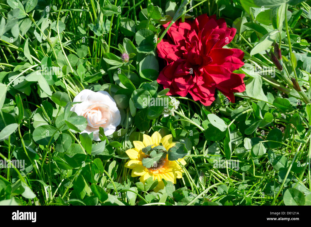 Flowers in grass Stock Photo - Alamy