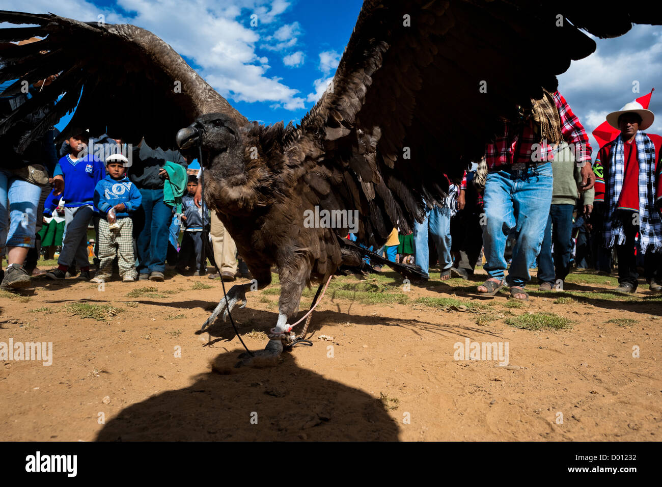 Bull fight in a village hi-res stock photography and images - Alamy